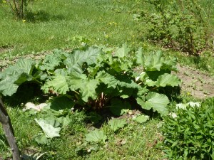 My Rhubarb Patch | My Edible Backyard