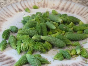 Spruce Tip Poundcake | My Edible Backyard