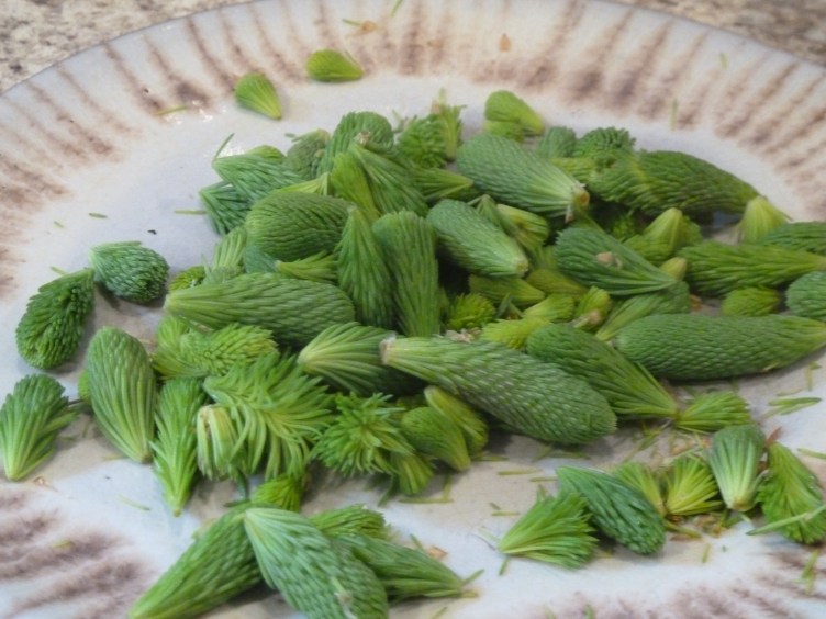 Spruce Tip Poundcake | My Edible Backyard