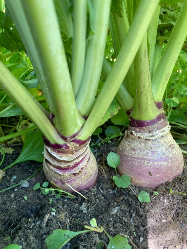 My Edible Backyard | Adventures in Local Eating